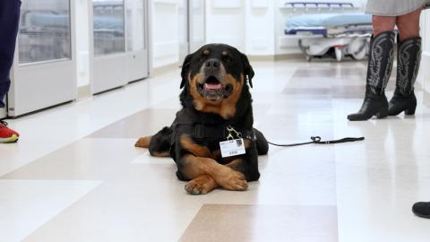 How Specially Trained Dogs Support Health Care Staff in Times of Stress ...
